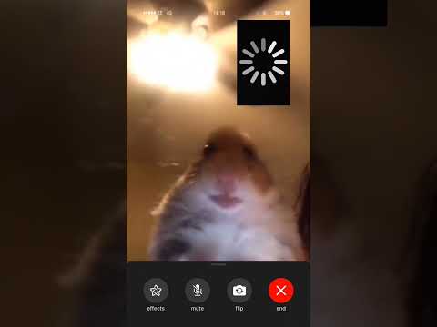 STARING HAMSTER CALL ME