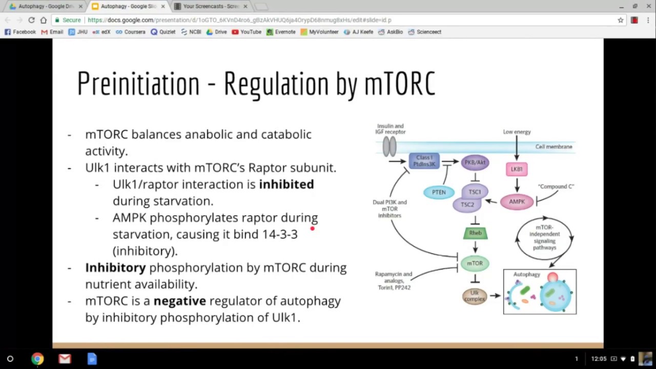 Autophagy Lecture