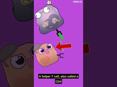 What is a Helper T Cell? - Immune System
