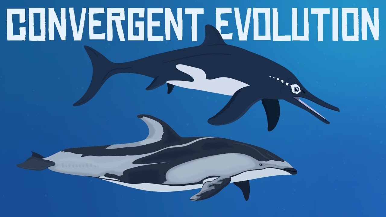 Convergent Evolution | Dolphins and Ichthyosaurs