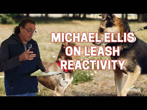 Michael Ellis on Leash Reactivity