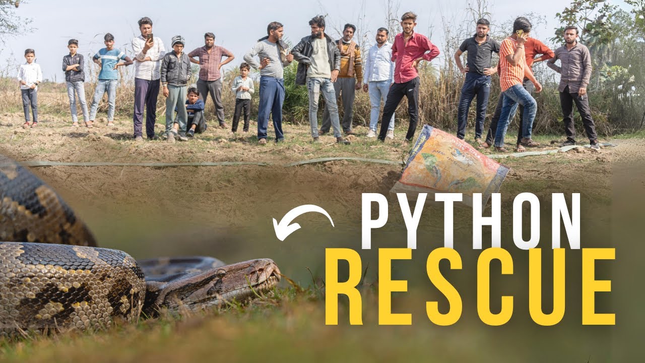 12ft LONG PYTHON RESCUE | BIGGEST PYTHON RESCUED!!