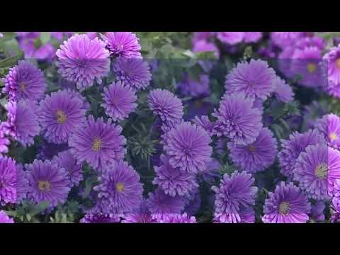 Purple flowers names and pictures
