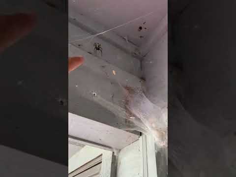 HUGE Funnel Web Spider