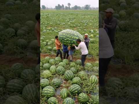 Giant watermelon #giant #watermelon #fruit #farm #farming #farmer #fruit #harvest #nature #nature