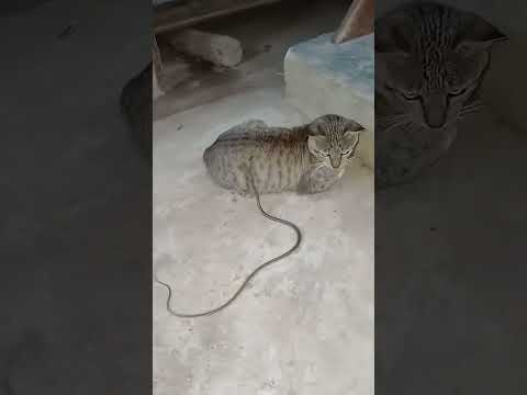 π±π± snake and cat reaction funny video #funny #comedy #cute #cat #snake