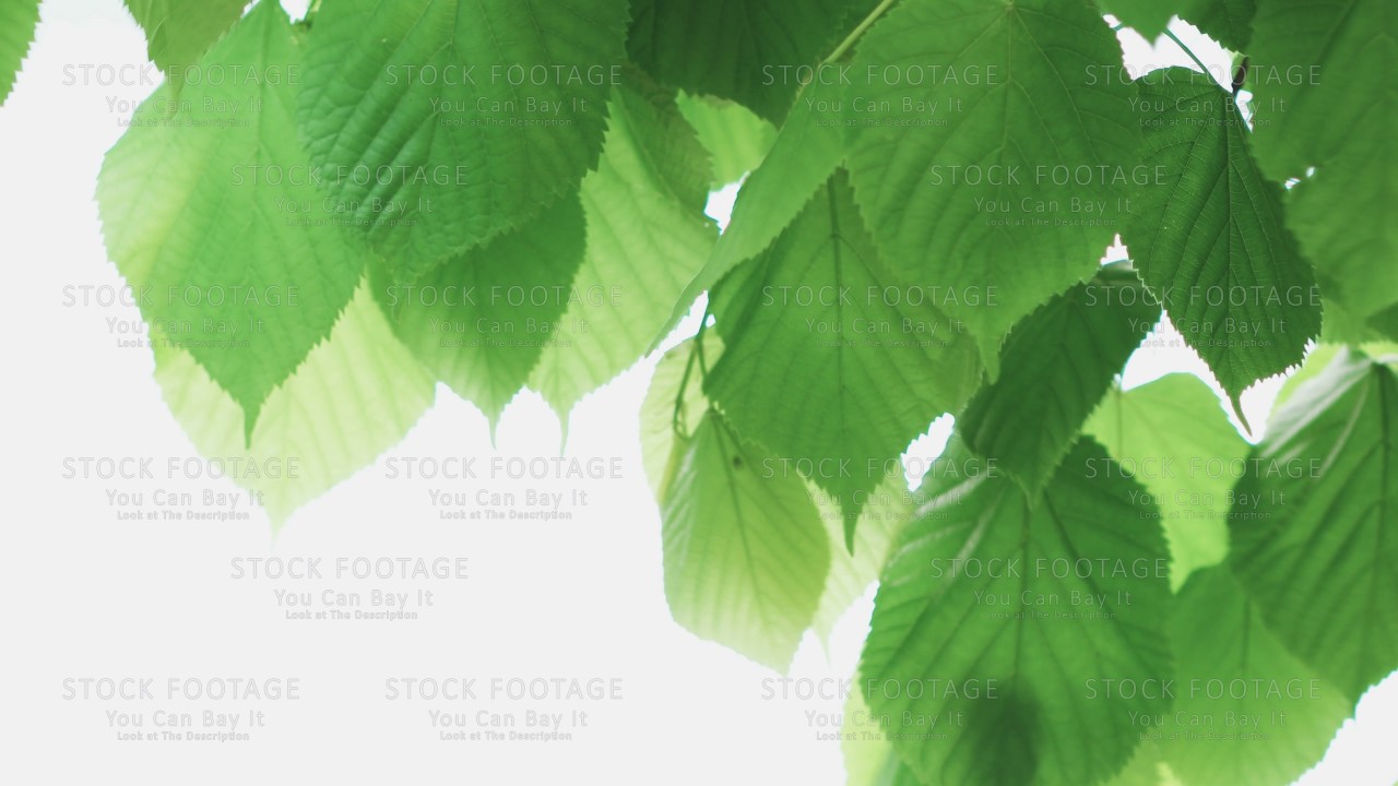 green leaf isolated on white background
