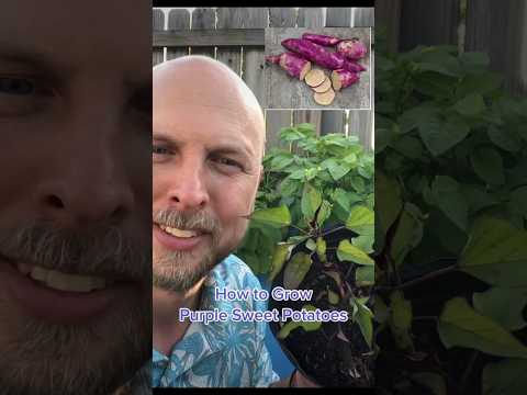 How to grow Purple Sweet Potatoes - Myanmar Variety in a container