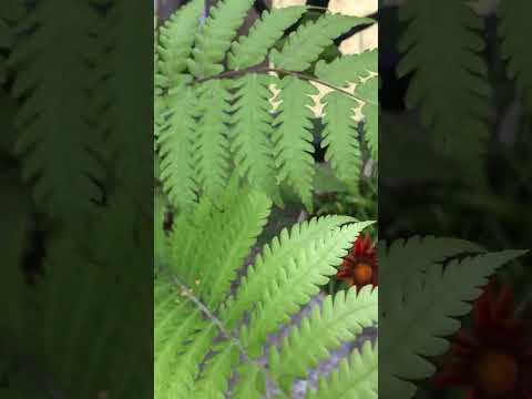 Guess the name of this fern#likeandsubscribe #allaboutgardening #gardenersworld