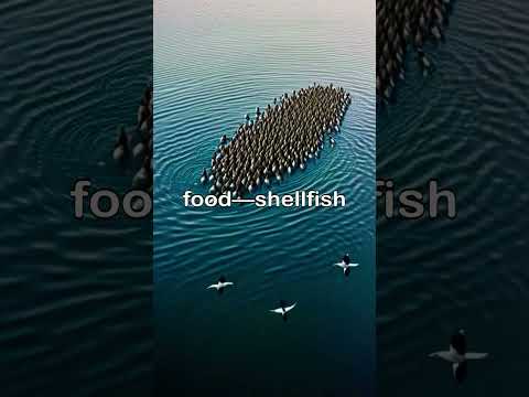 The Eider Ducks..#facts #wildlifecreation #wildlife #bird