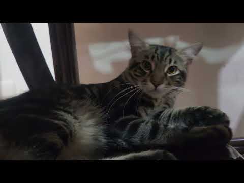 THE COSMIC CAT ESPACIALLY COSMIC