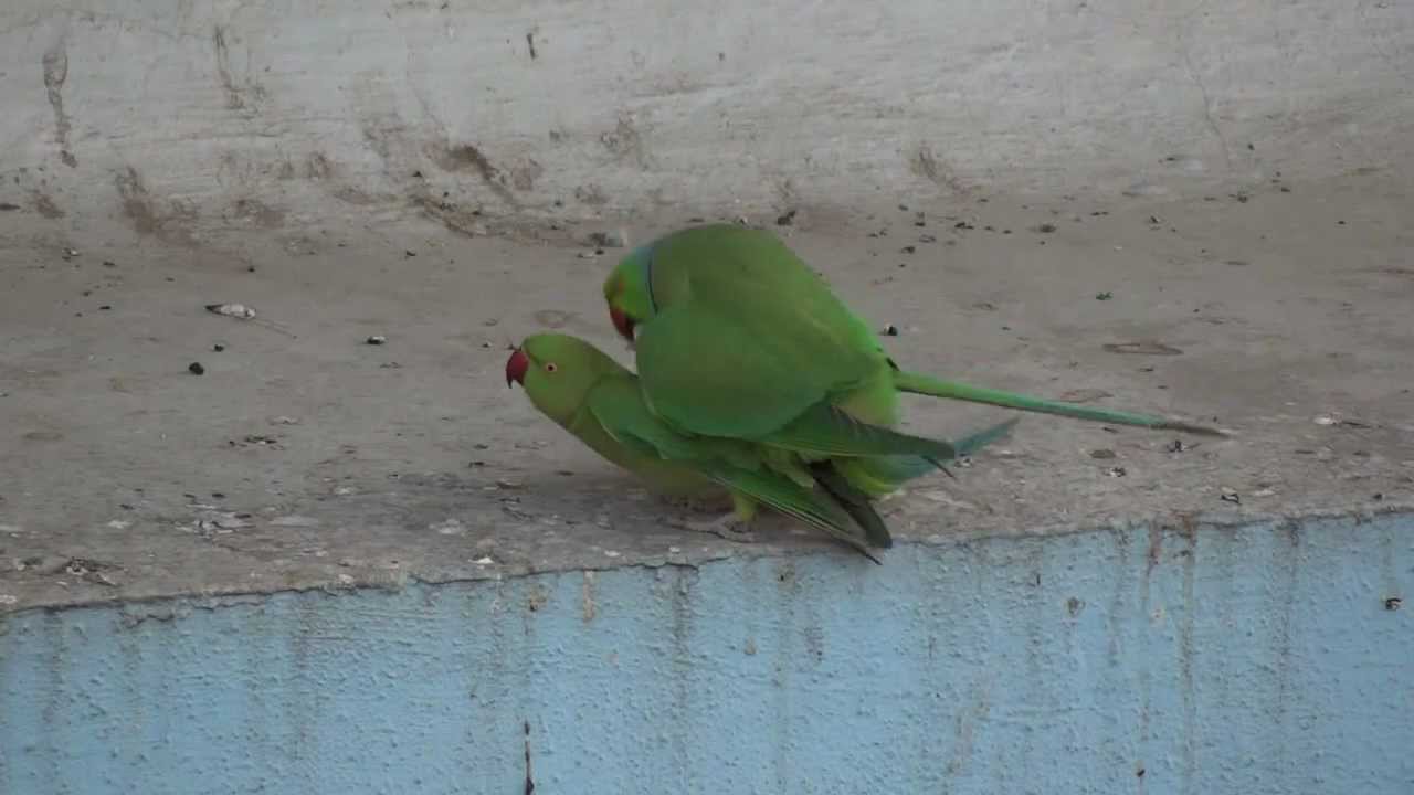 Rose ringed Parakeets mating