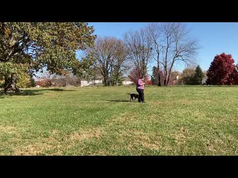 Circle method for teaching polite leash walking