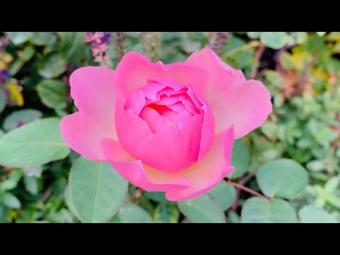 How to Winter Protect Roses in Zone 4/5 Garden π±π¨π¦