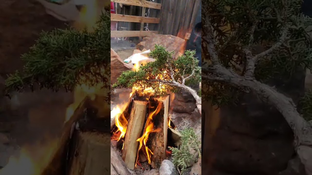 Making juniper Ash. Gáád bítéésh