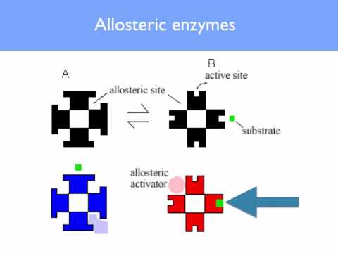 AS level. C.2 Enzyme control and cofactors