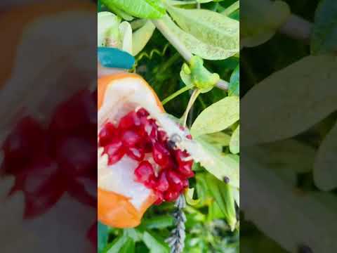 Paro |fruits