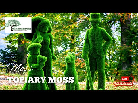 Topiary Moss - TN Nursery
