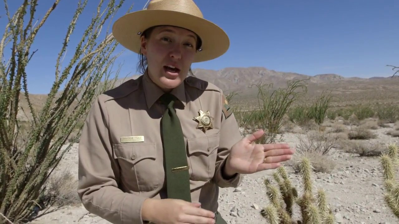 Prickly Situation for Hikers: How to Remove Cactus