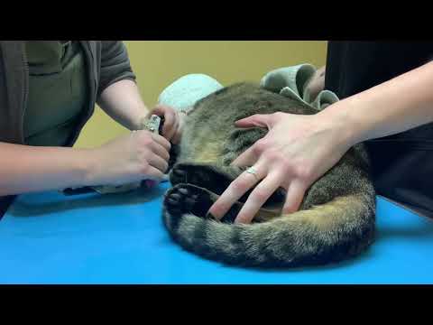 Feline Nail Trim 2