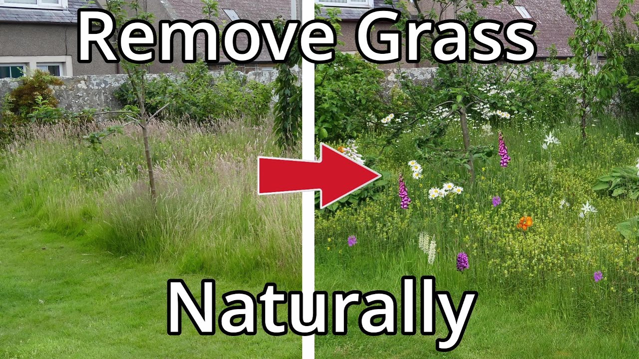 Yellow Rattle In Action
