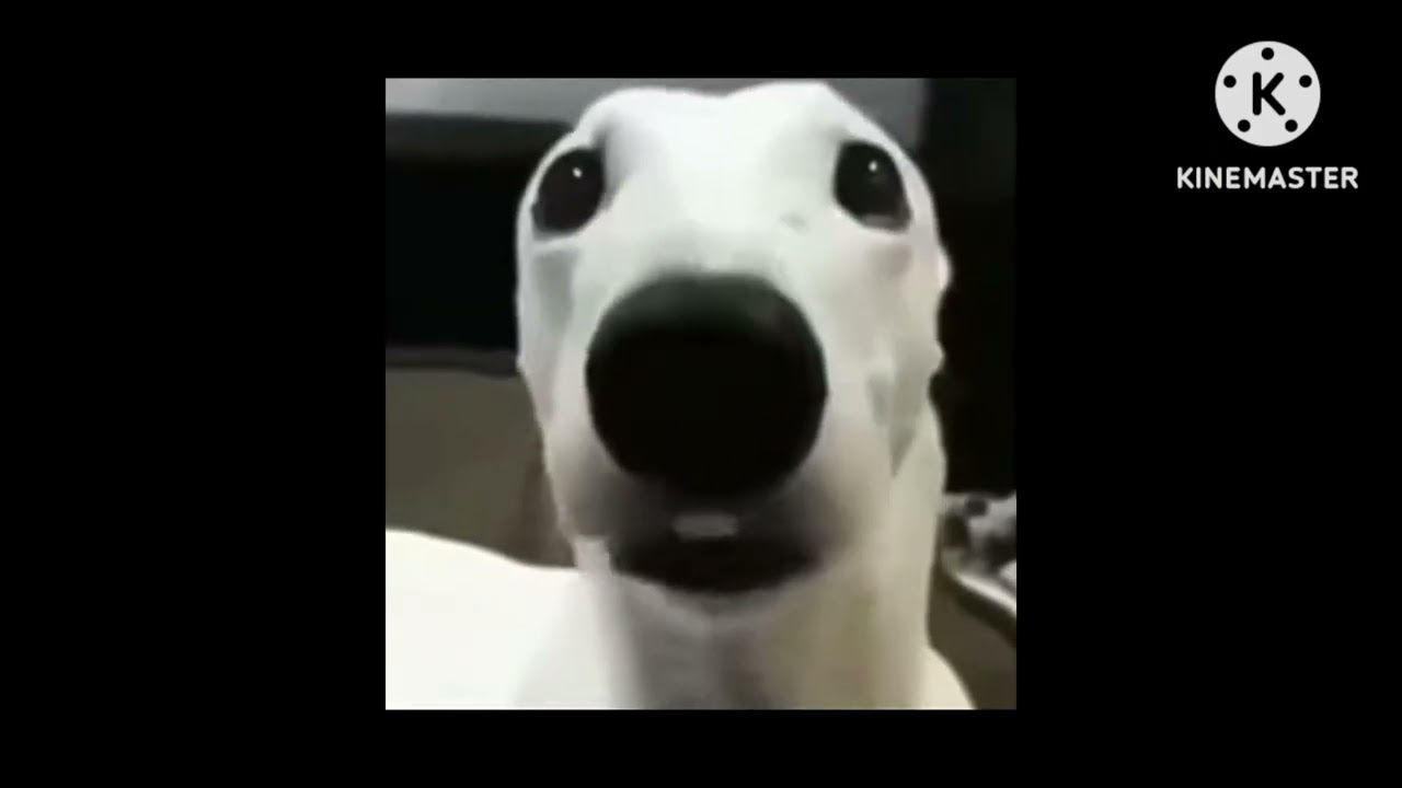 129 mouseheadz open cold dog meme