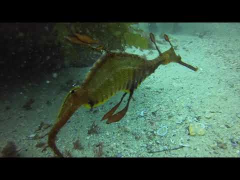 Weedy sea dragon - Sydney