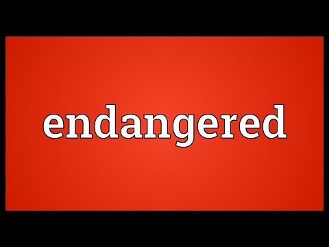 Endangered Meaning