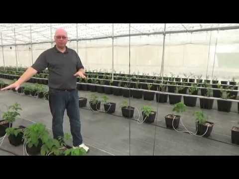Raspberry, blackberry and blueberry trials at sea level in Mexico in retractable house, Nov 2018