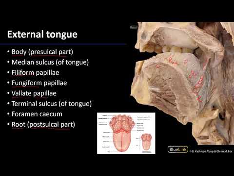 Oral Cavity - Tongue