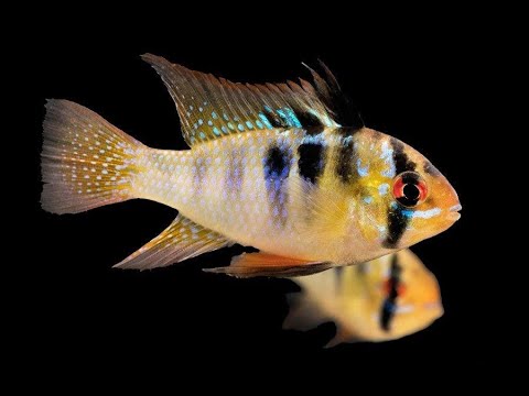 German Blue Ram Cichlid (Mikrogeophagus ramirezi) Species Profile