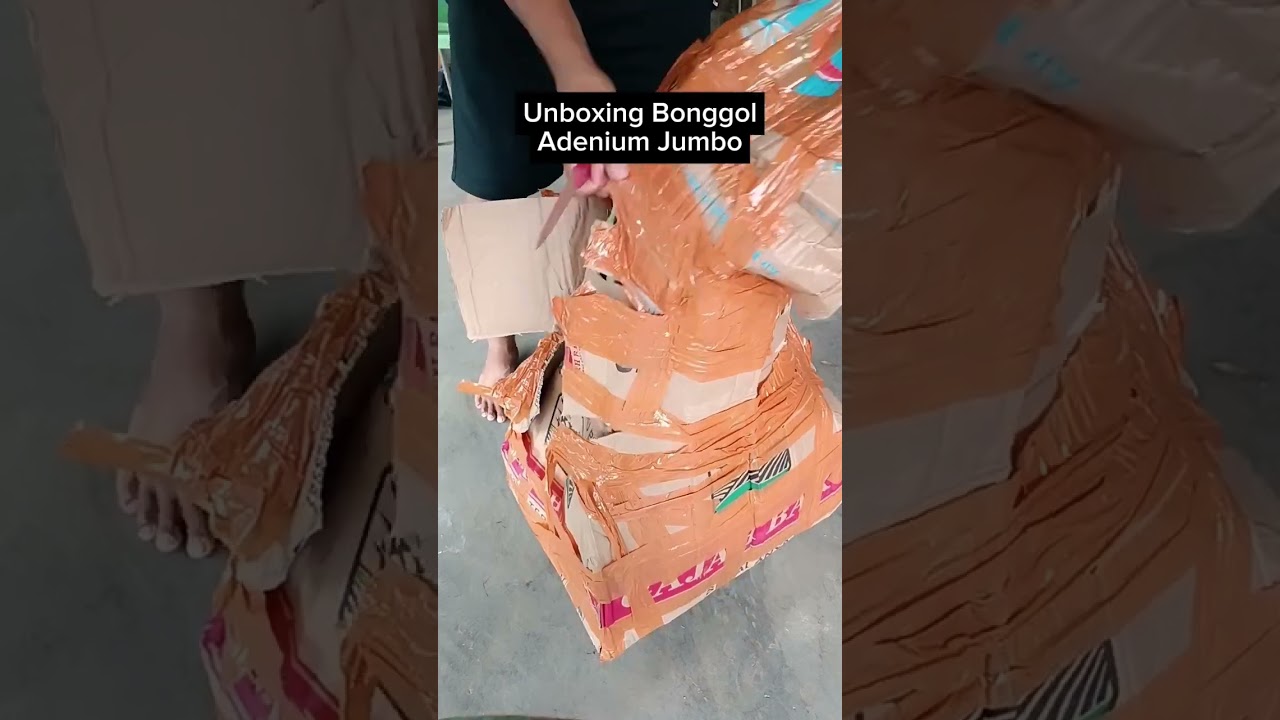 Unboxing bonggol adenium jumbo #adenium #kambojajepang #adeniumtumpuk