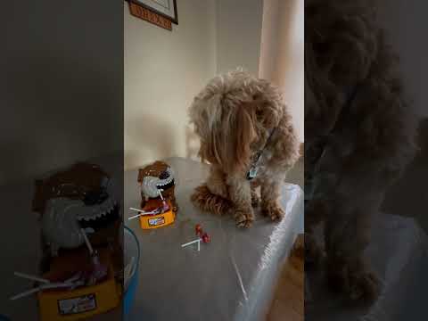 Chupa chups lollipops for mad dog and ace[ASMR]