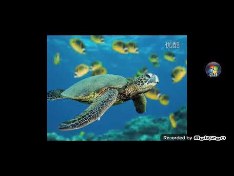 Windows Vista Sample Videos And Pictures