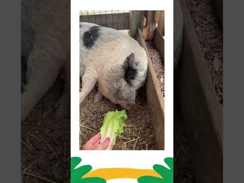 A day at the petting zoo #farmanimals