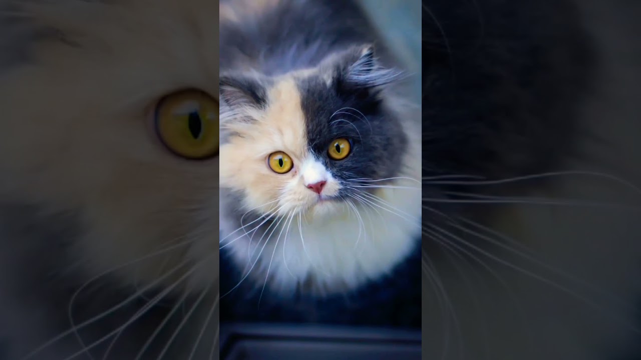 I LIKE ANIMALS                                                         [M3friends]