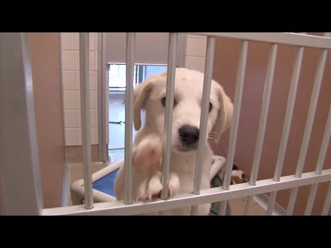 What it Takes to be a San Francisco SPCA Volunteer Video