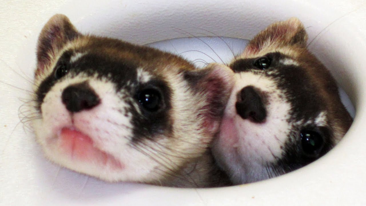 Cute & Curious Black-footed Ferrets