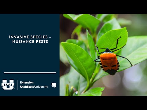 Invasive Species – Nuisance Pests