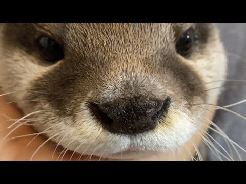 An otter grabs my hand and appeals for me to pet him. #Shorts
