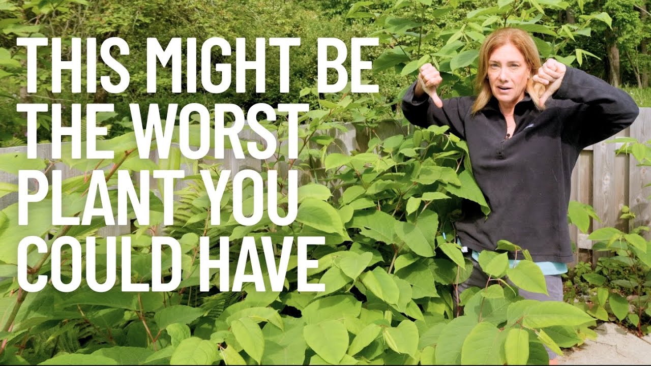 How to tackle the dreaded Japanese knotweed