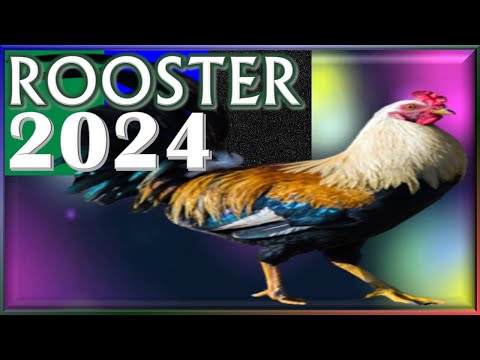 Rooster Horoscope 2024 | Born 2017, 2005, 1993, 1981, 1969, 1957, 1945, 1933