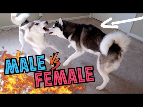 Male Siberian Husky WRESTLES DOWN Female Siberian Husky (Male vs Female)