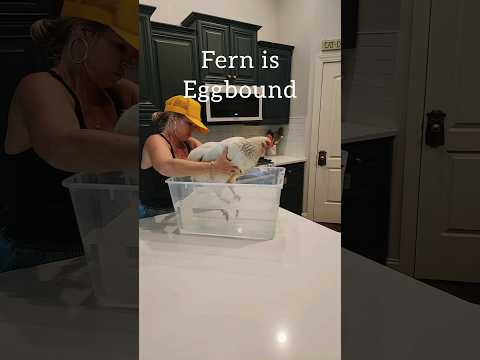 What to do when your Hen is Egg bound! This was caught EARLY & Fern is doing great! #chickens