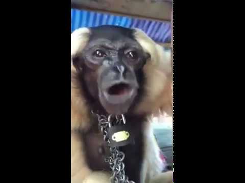 Monkey Noise Chimp Sound Effects Chimpanzee Shouting Screaming and Panting Loud