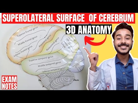 superolateral surface of cerebrum anatomy 3d | gyri and sulcus of cerebrum hemispheres anatomy