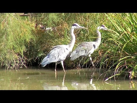 Pont de Gau Ornithological Park - Visiting Park, Part 1 - Camargue, France [HD] (videoturysta)