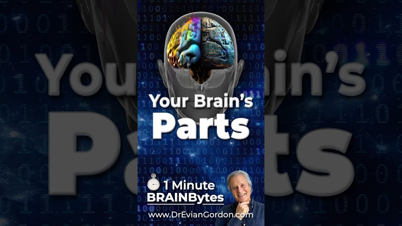 Your Brain’s Main Components & Networks - 1 Minute Brain Bytes - Dr Evian Gordon