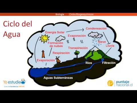 TOMi.digital - CICLOS BIOGEOQUÍMICOS