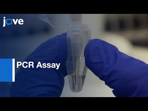 PCR Assay for Quantification of Enterococcus and HF183 Marker in water | Protocol Preview